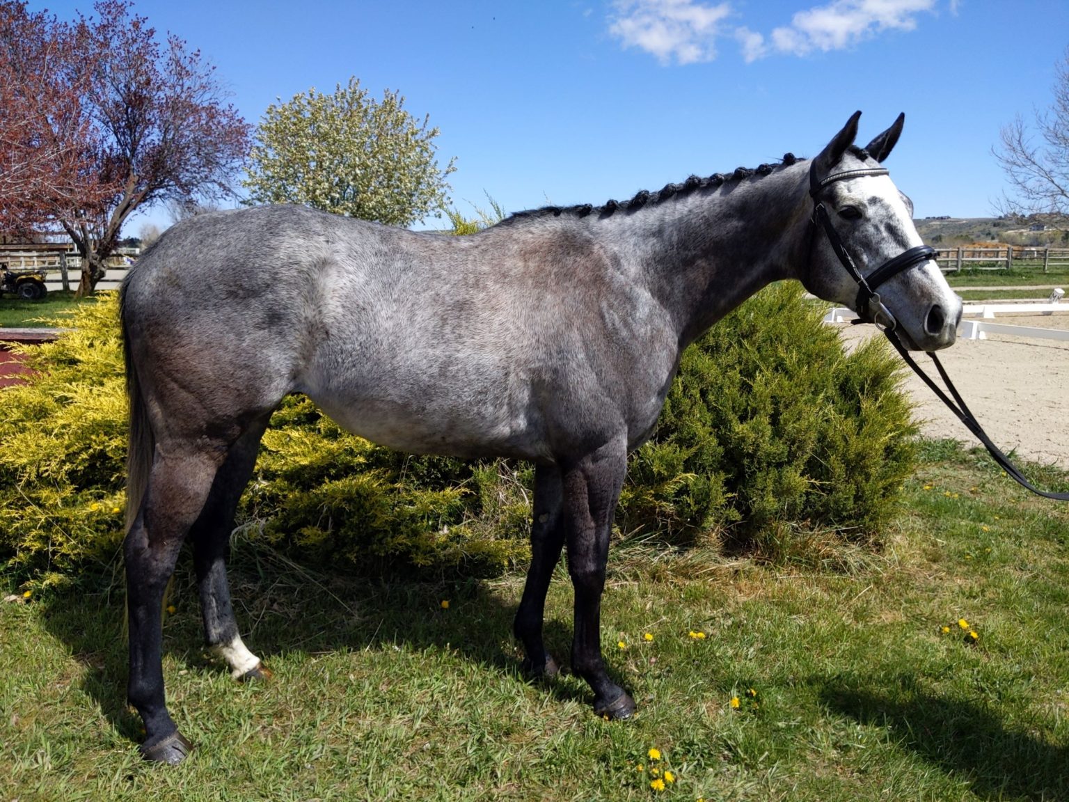 Horse Leases Near Me